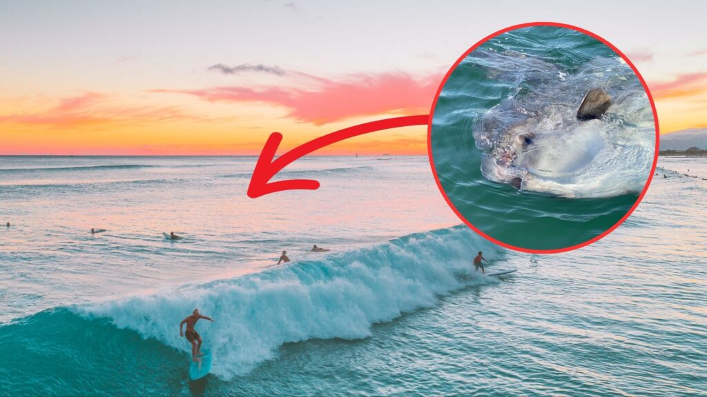 Rare Massive Ocean Creature Spotted Along West Coast, Challenging Theories Rare Massive Ocean Creature Spotted Along West Coast, Challenging Theories