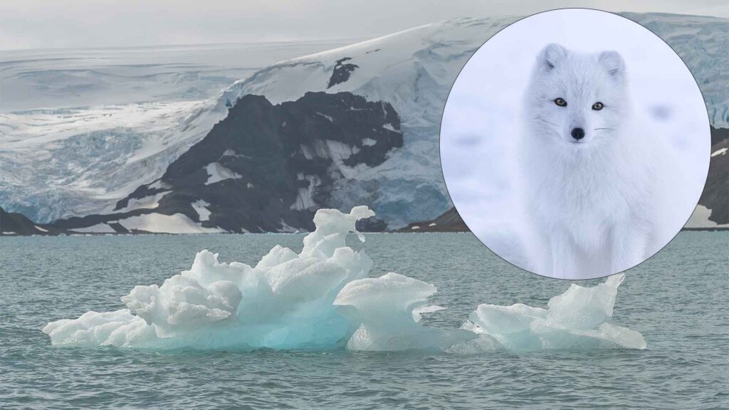 A Creature Stranded On an Iceberg Saved by Canadian Fishing Crew A Creature Stranded On an Iceberg Saved by Canadian Fishing Crew